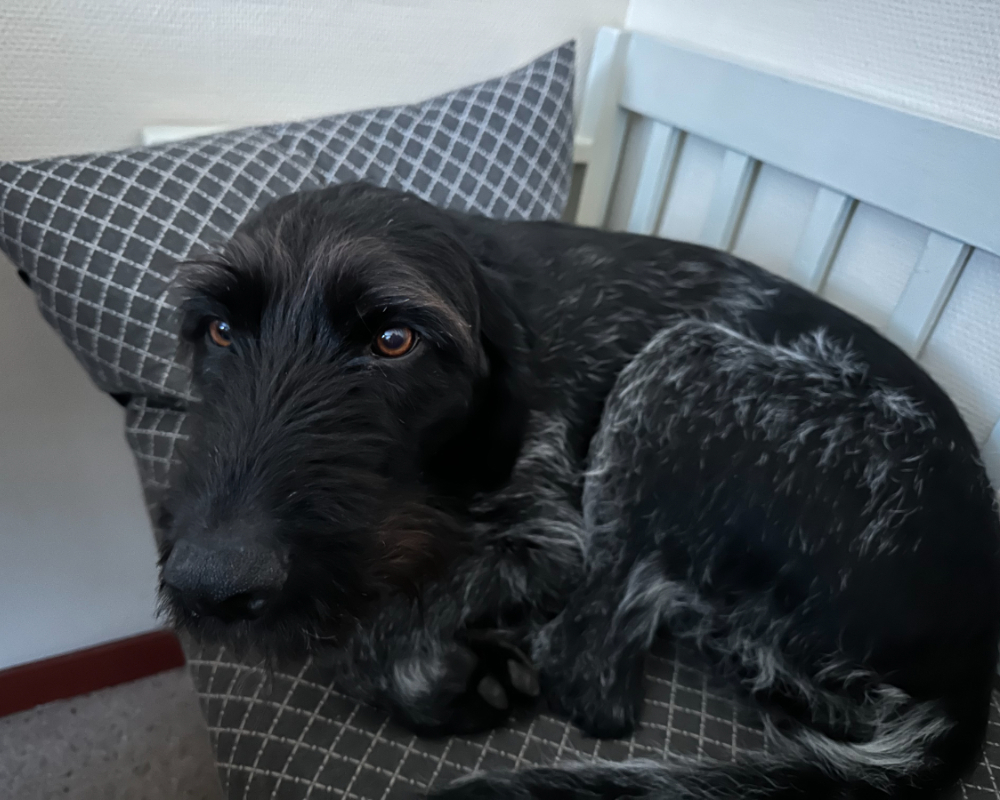 Från start till skog: Följ med Anna Melin-Nyströms karriär på 23 år som ...